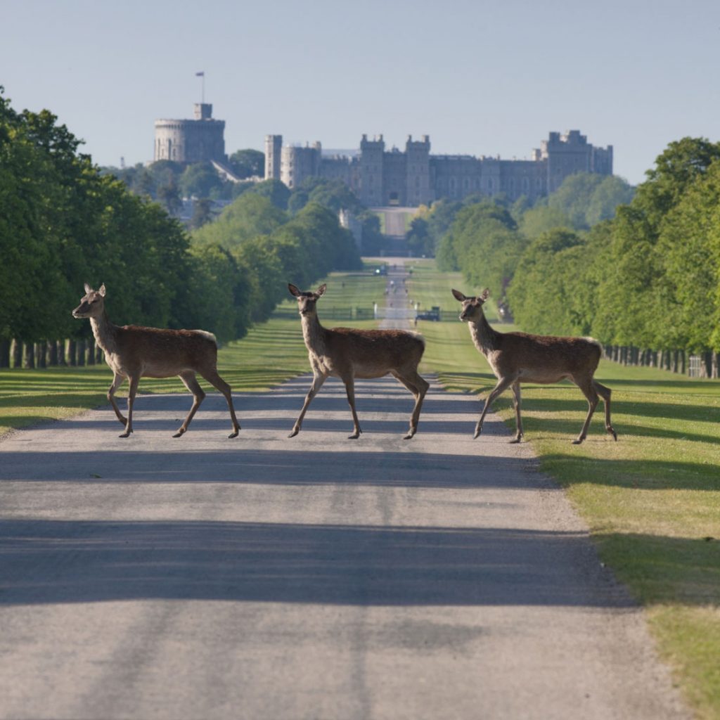 Welcome to Windsor Great Park