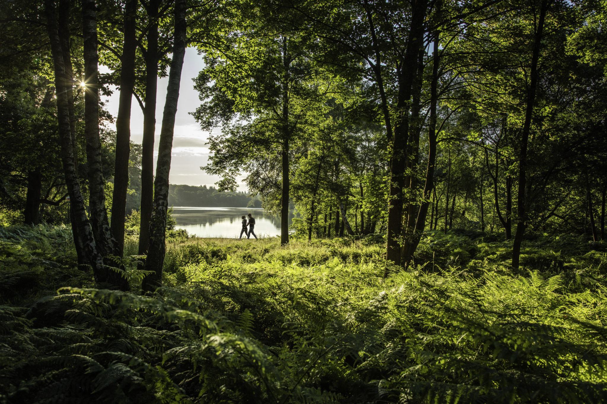 Lakes, ponds and wetlands - Windsor Great Park