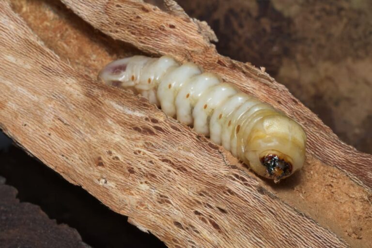 Wildlife - Windsor Great Park