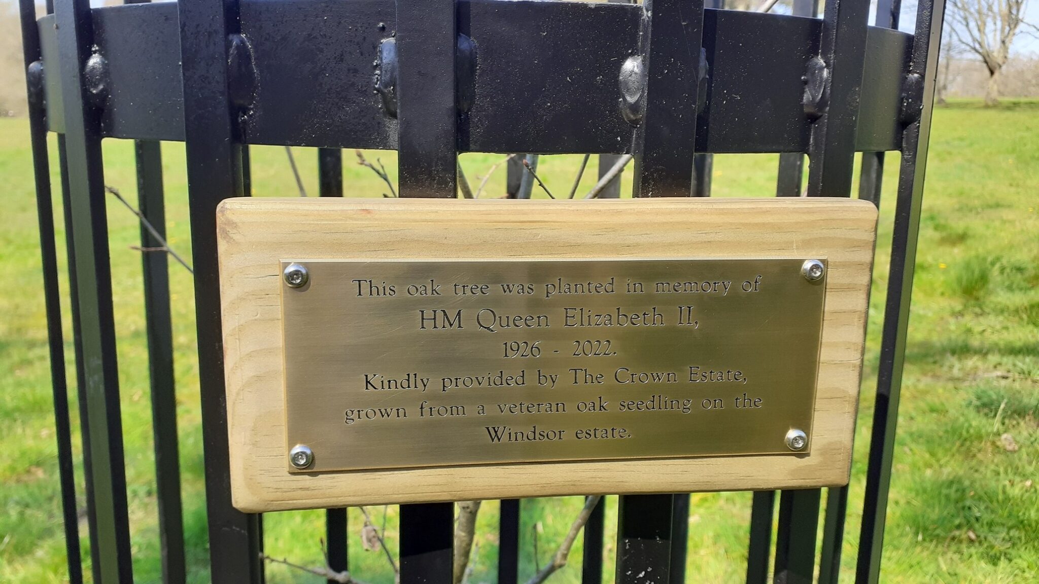 Commemorative oak tree at Lily Hill Park - Windsor Great Park