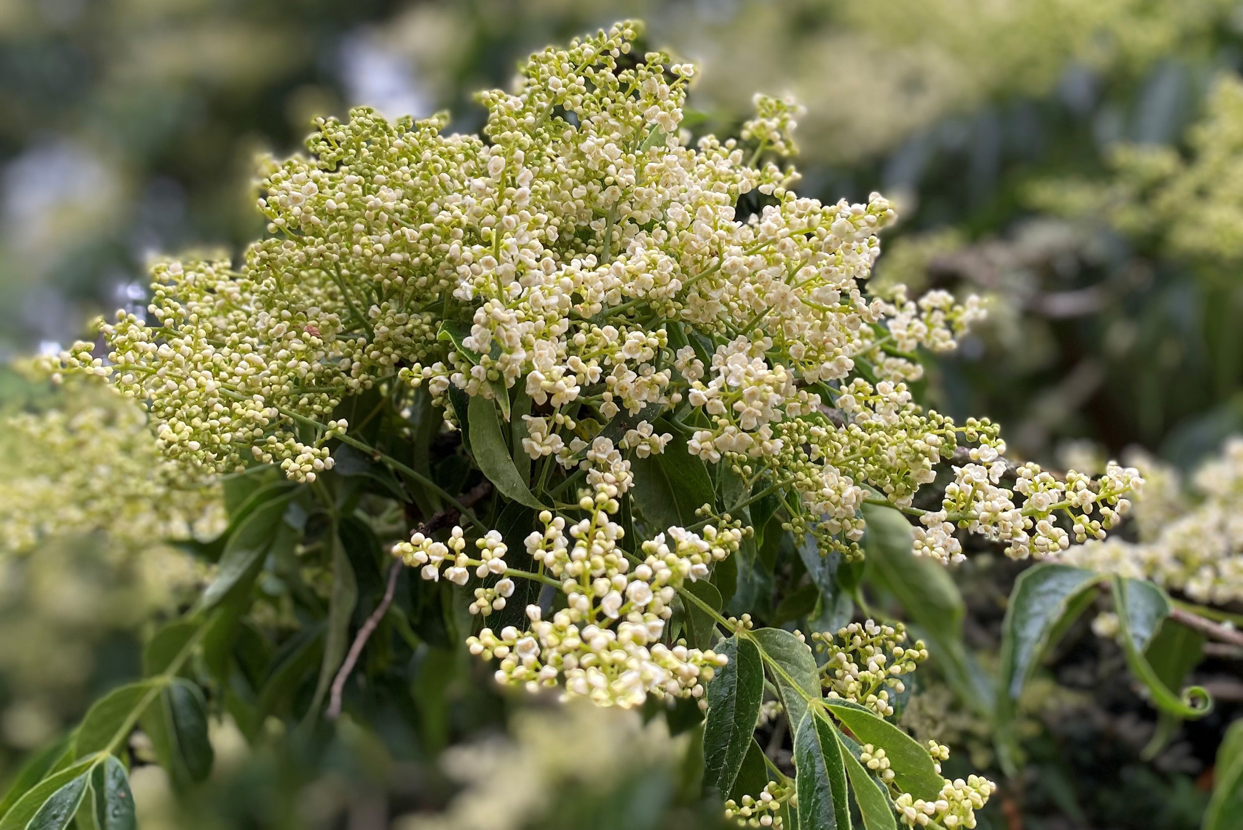 Seasonal highlights - Windsor Great Park