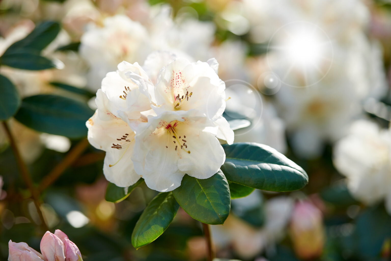 Seasonal highlights - Windsor Great Park