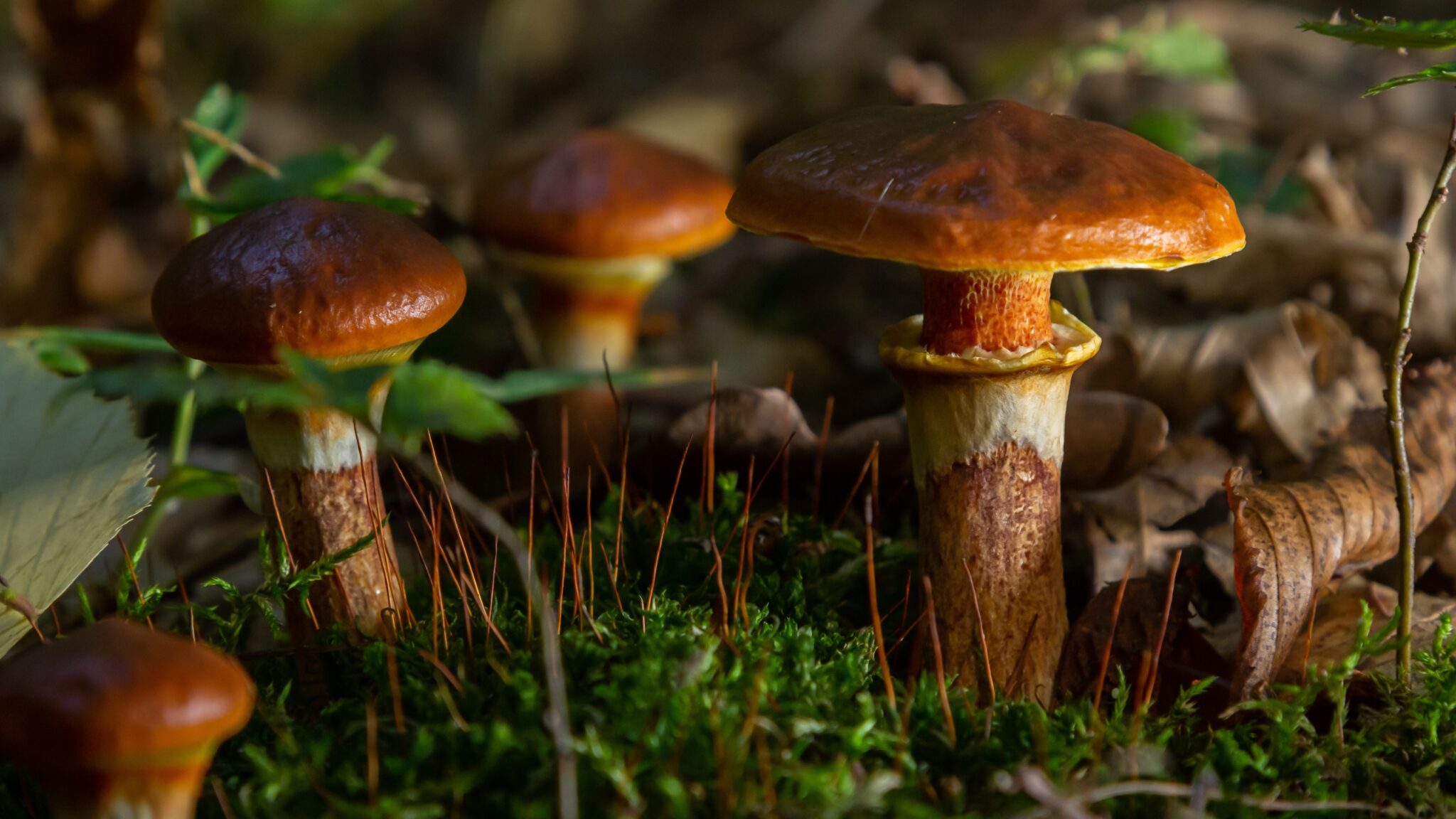 Fungi - vital for our habitats - Windsor Great Park