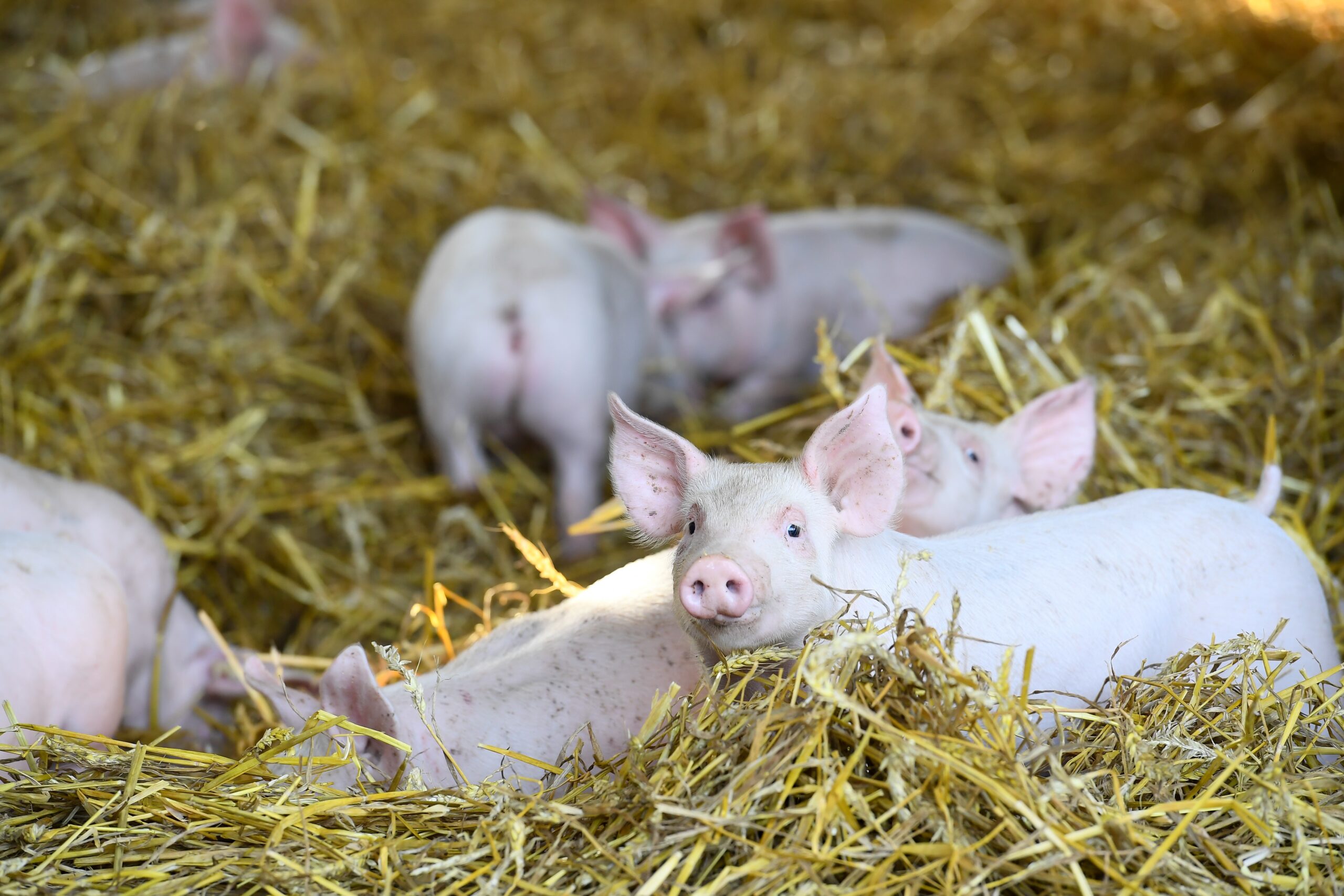 Windsor Farms - Windsor Great Park