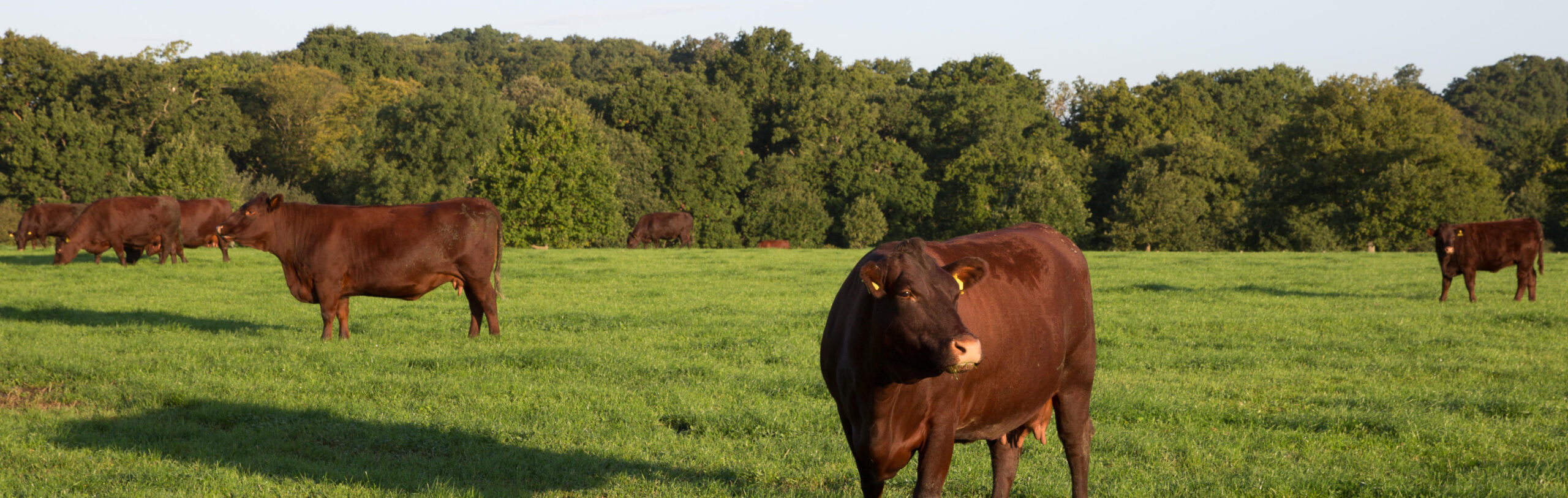 Windsor Farms - Windsor Great Park