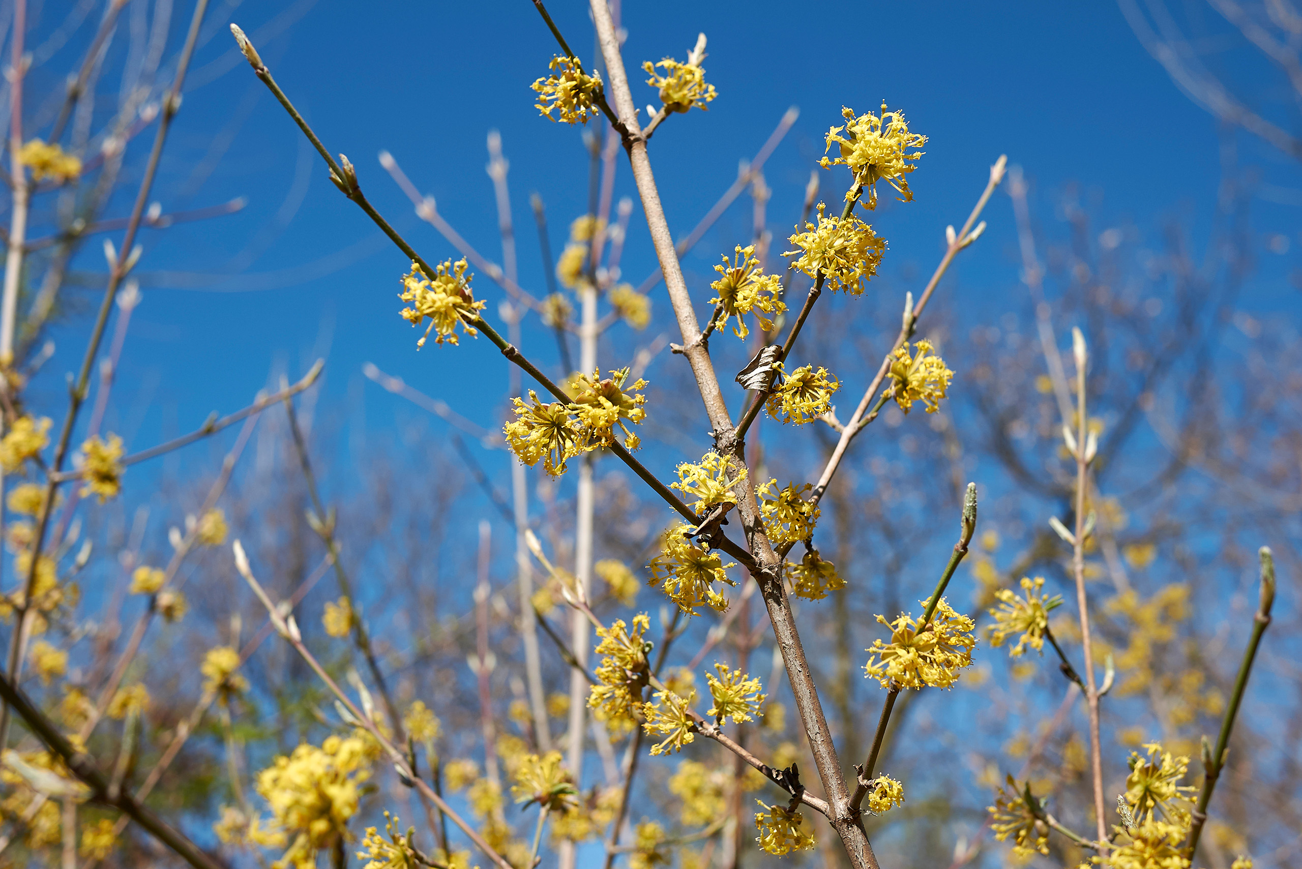 Seasonal highlights - Windsor Great Park