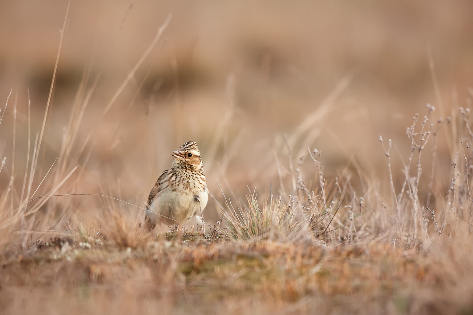 Ground nesting birds - protecting these unique UK birds - Windsor Great ...
