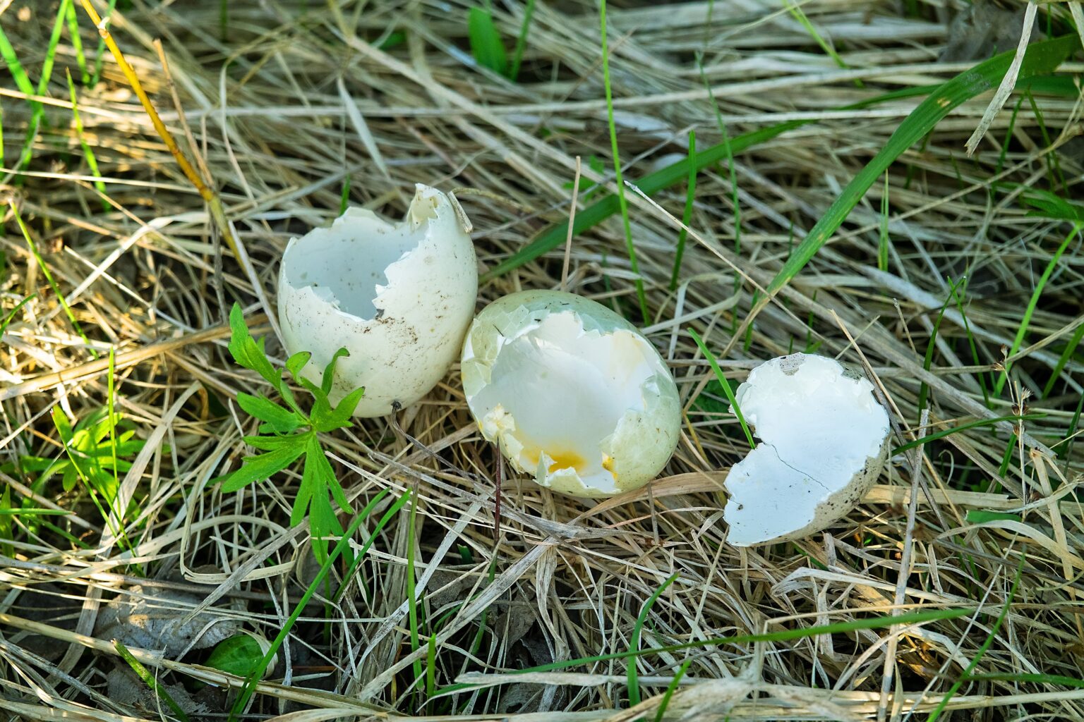 Ground nesting birds - protecting these unique UK birds - Windsor Great ...