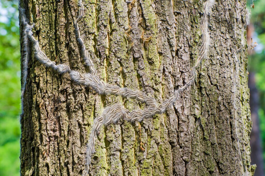 Oak processionary moth - management in Windsor Great Park - Windsor ...