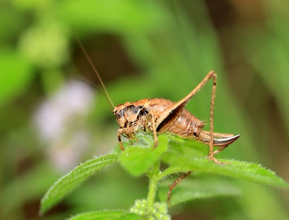 Invertebrates - Windsor Great Park